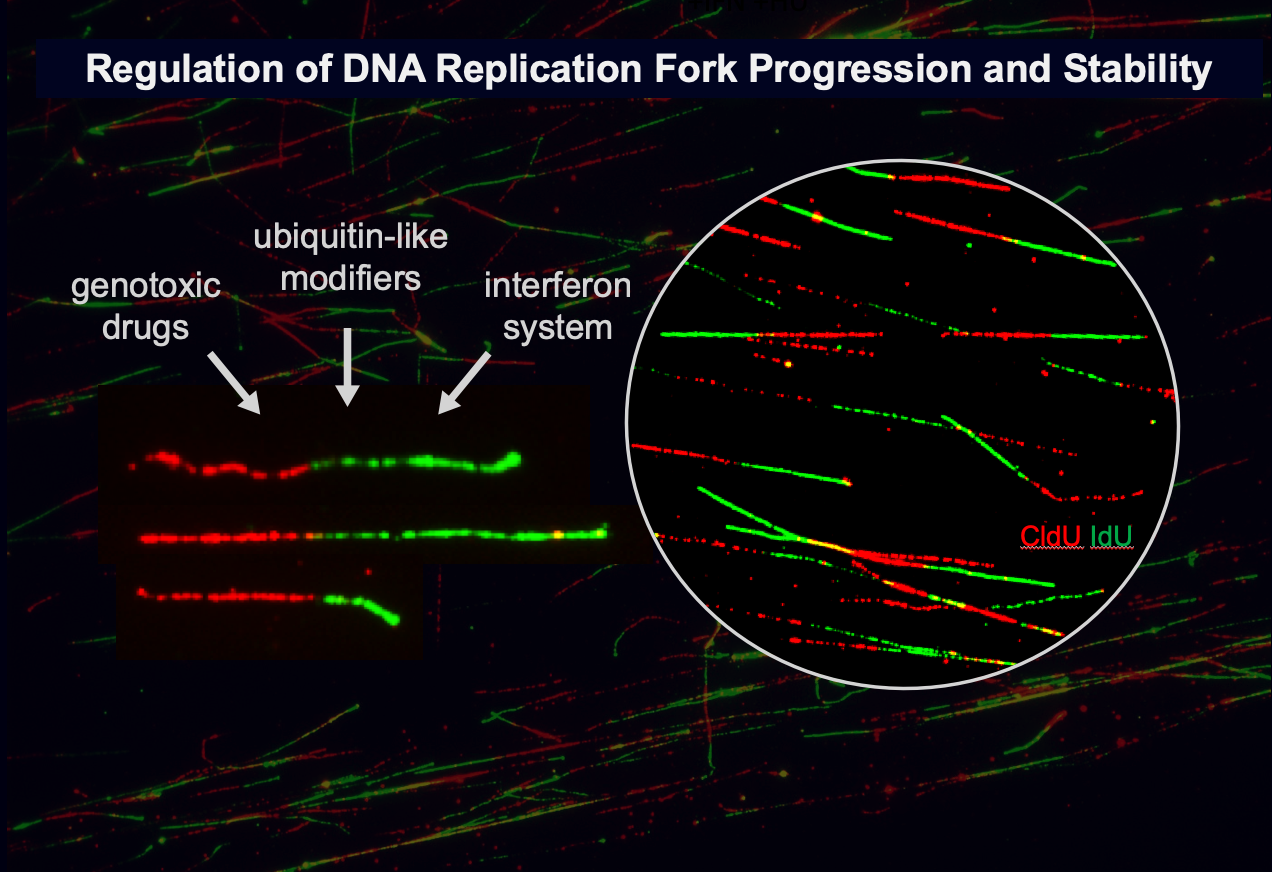 Isg15 ISG15 Connects Autophagy And IFN γ Dependent Control Of